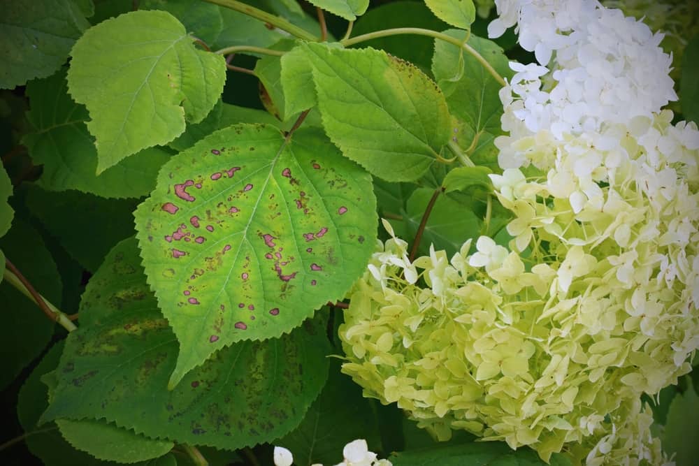 9 Hydrangea Diseases and How to Treat or Prevent Them