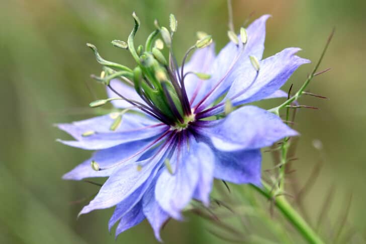 Growing Love-in-a-Mist: How to Plant and Care for Nigella