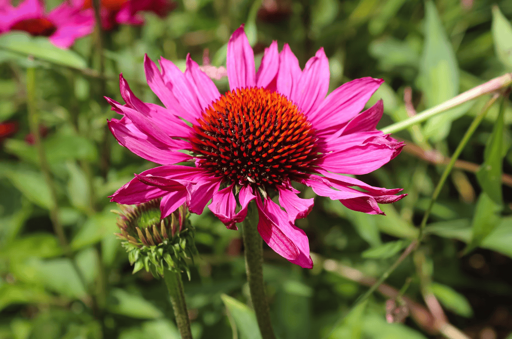 24 Indigenous North American Plants for Food and Medicine