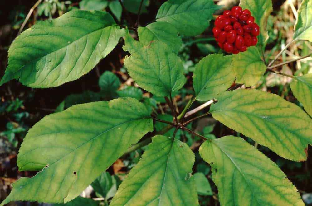 24 Indigenous North American Plants for Food and Medicine