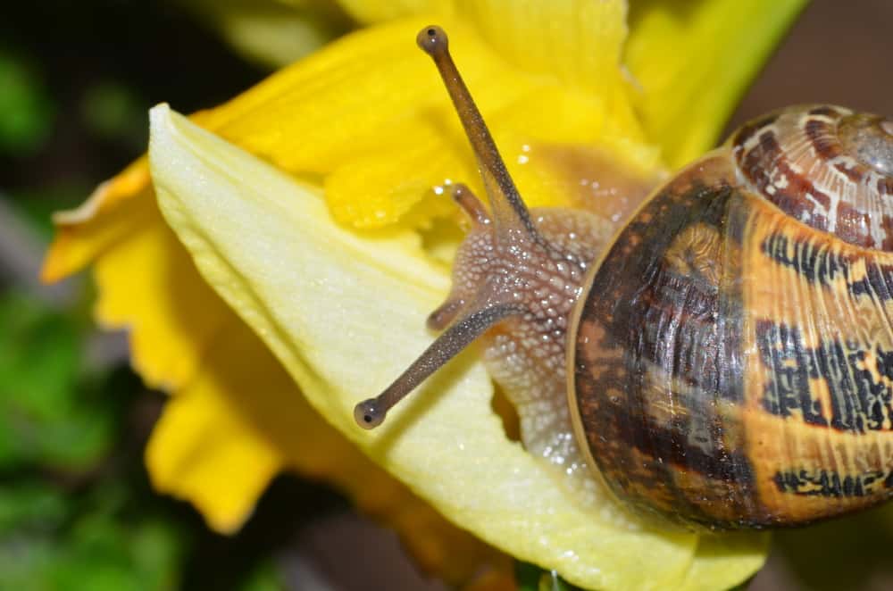 Daffodil Blindness: 14 Reasons Why Daffodils Fail to Produce Blooms