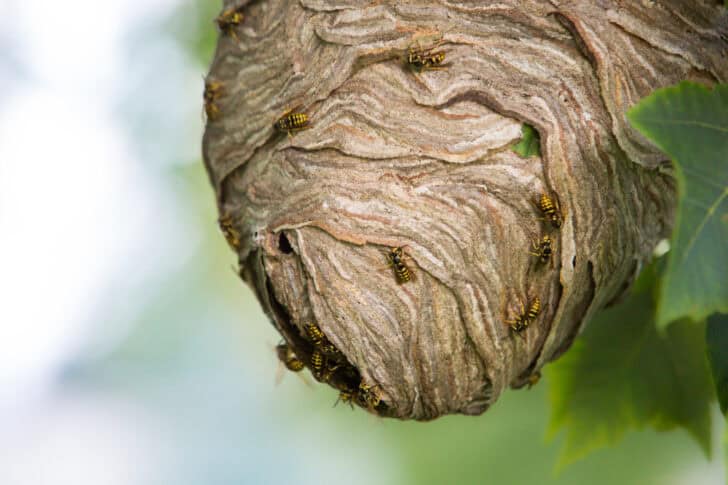 Yellowjackets: Are They Friend or Foe? (And How to Control Them)