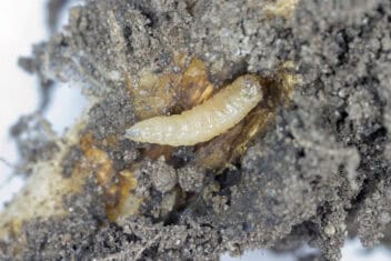 How to Identify and Get Rid of Cutworms From Your Garden