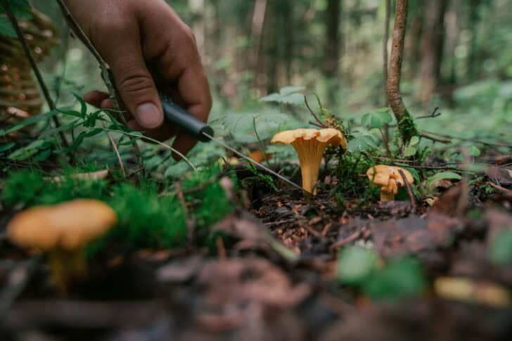 15 Essential Bushcraft Skills to Learn for Success