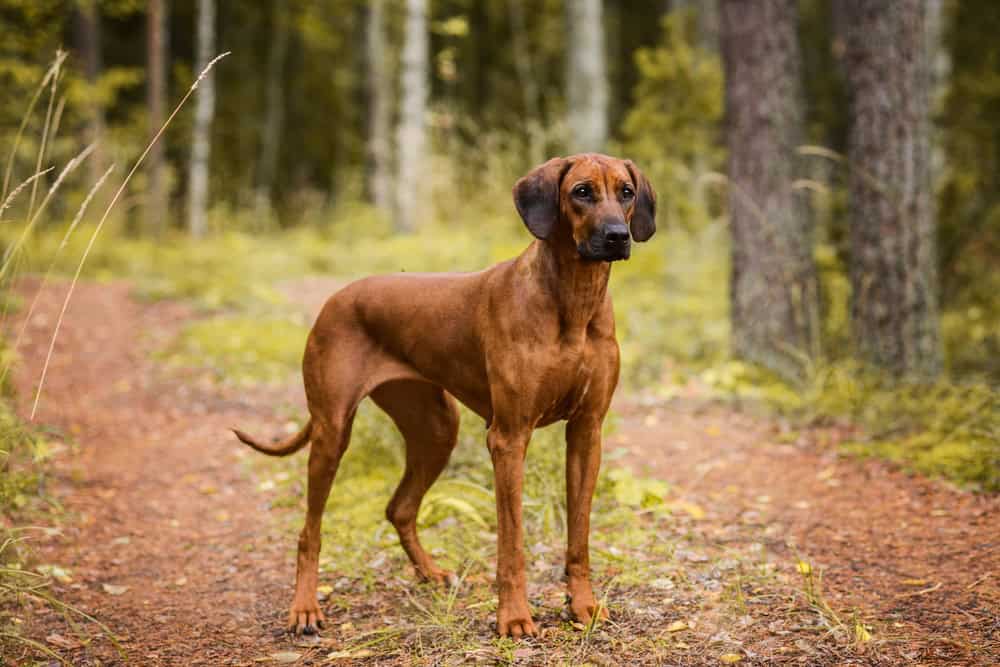 24 of the Best Hunting Dogs