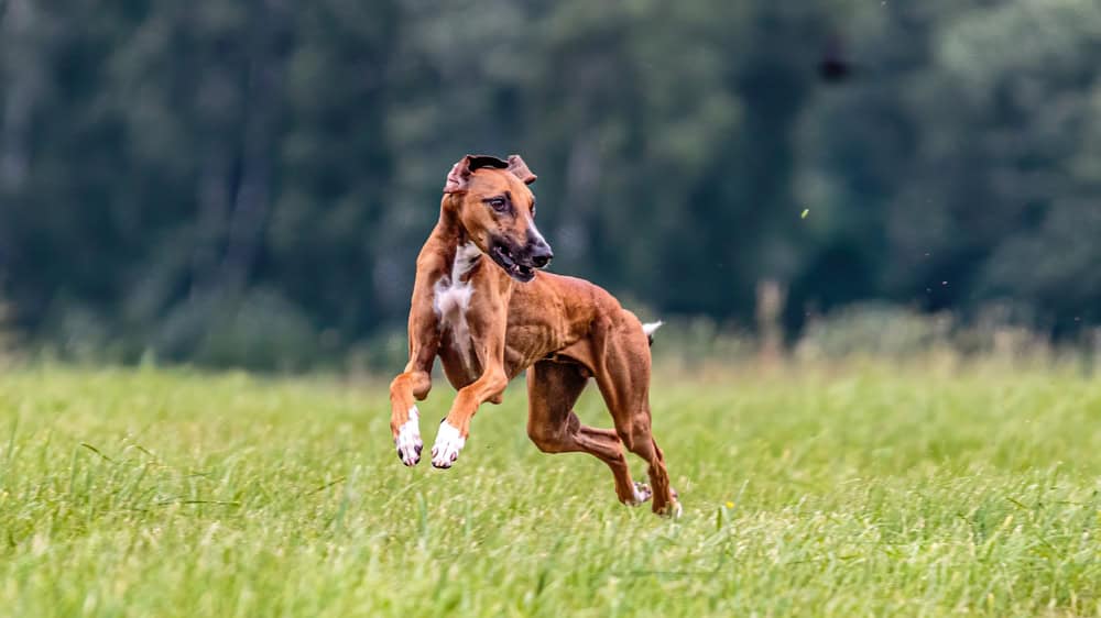 24 of the Best Hunting Dogs