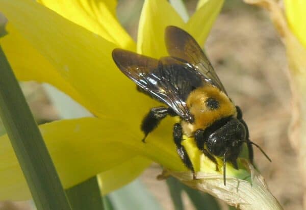 Everything You Need to Know About Adorable Carpenter Bees