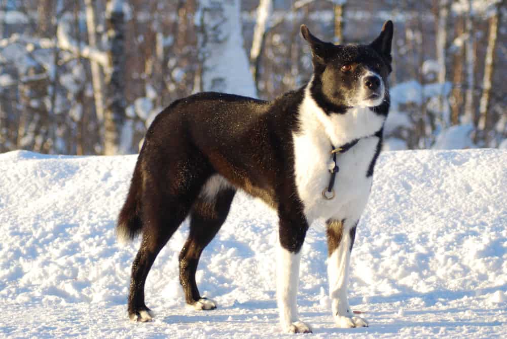 24 of the Best Hunting Dogs