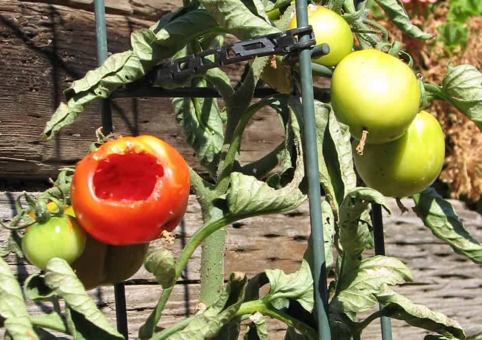 How to Stop Tomato Pinworms Destroying Nightshade Crops