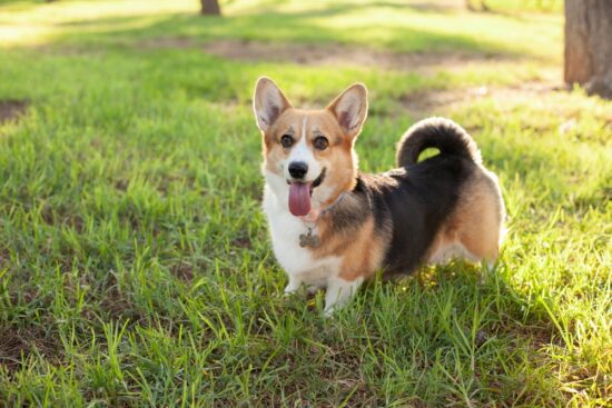 24 of the Best Hunting Dogs