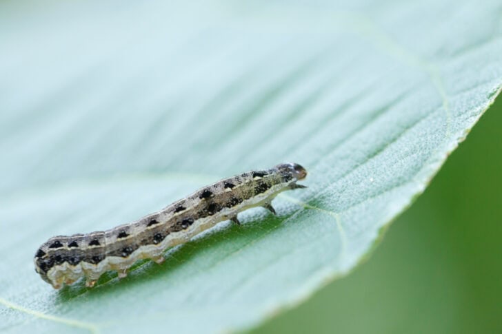 12 Common Cabbage Pests and Diseases