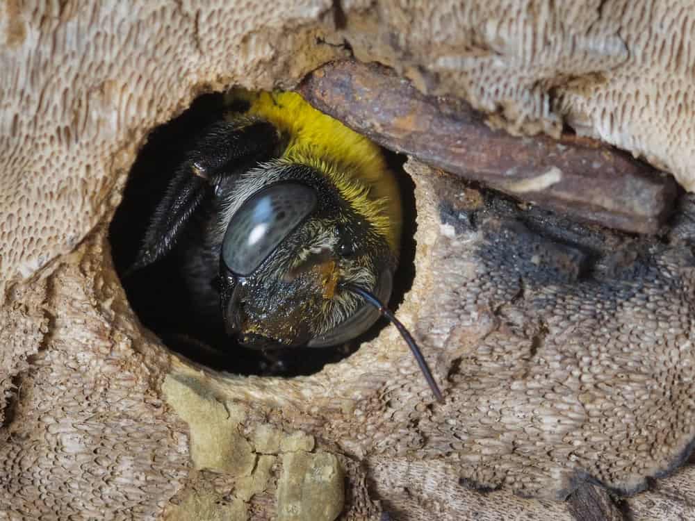 Everything You Need to Know About Adorable Carpenter Bees