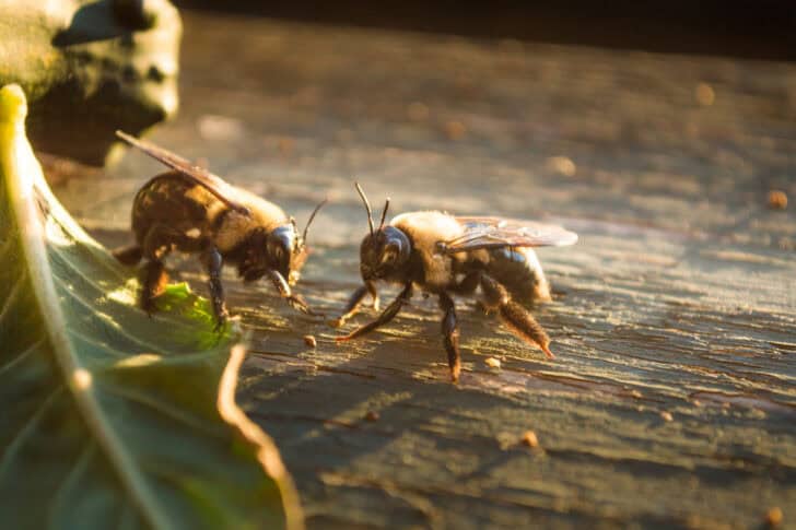 Everything You Need to Know About Adorable Carpenter Bees