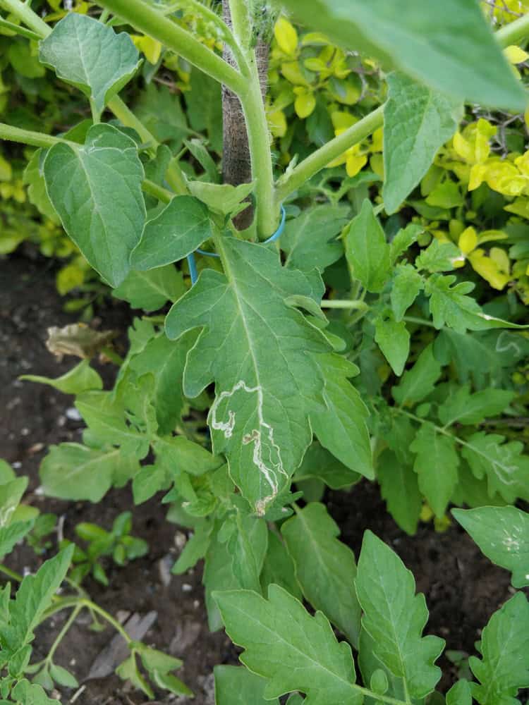 How to Stop Tomato Pinworms Destroying Nightshade Crops