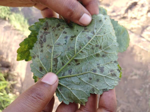 How to Vanquish 22 Pernicious Okra Pests and Diseases