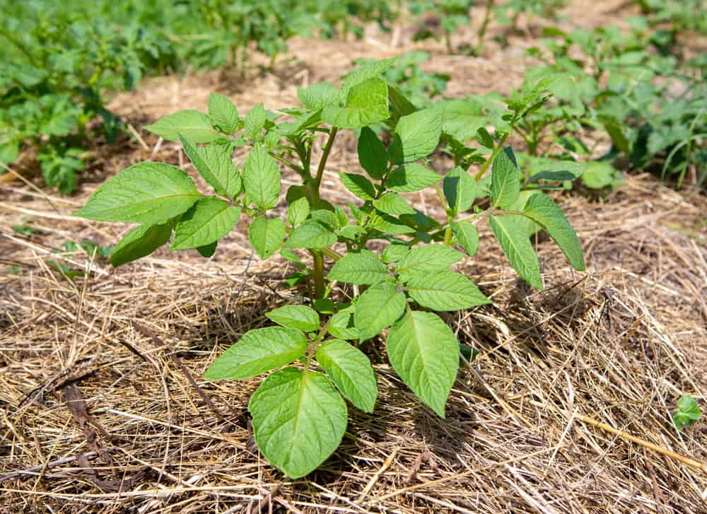 How to Deal With Early and Late Potato Blight
