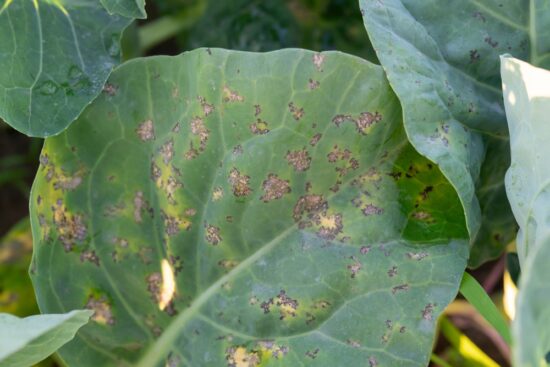 12 Common Cabbage Pests and Diseases
