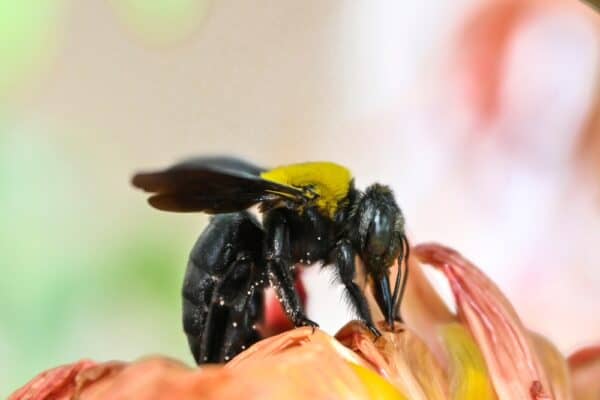 Everything You Need to Know About Adorable Carpenter Bees