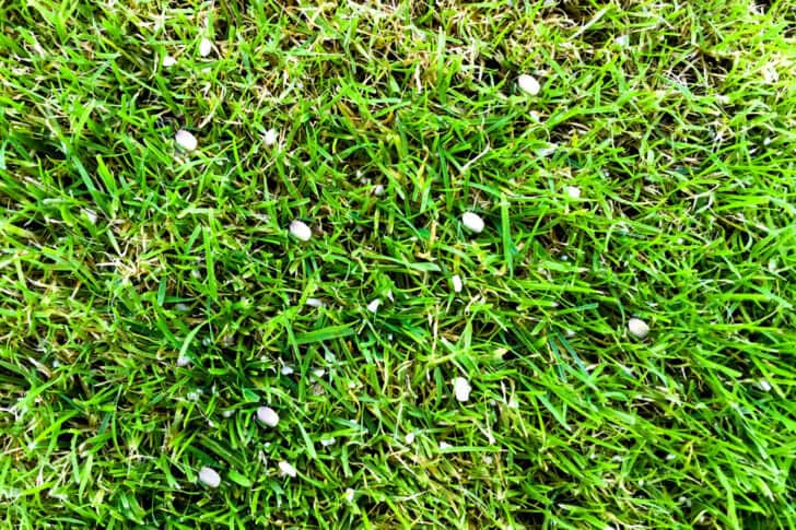 Lawn Lime: When, Why, and How to Add Lime to Your Grass