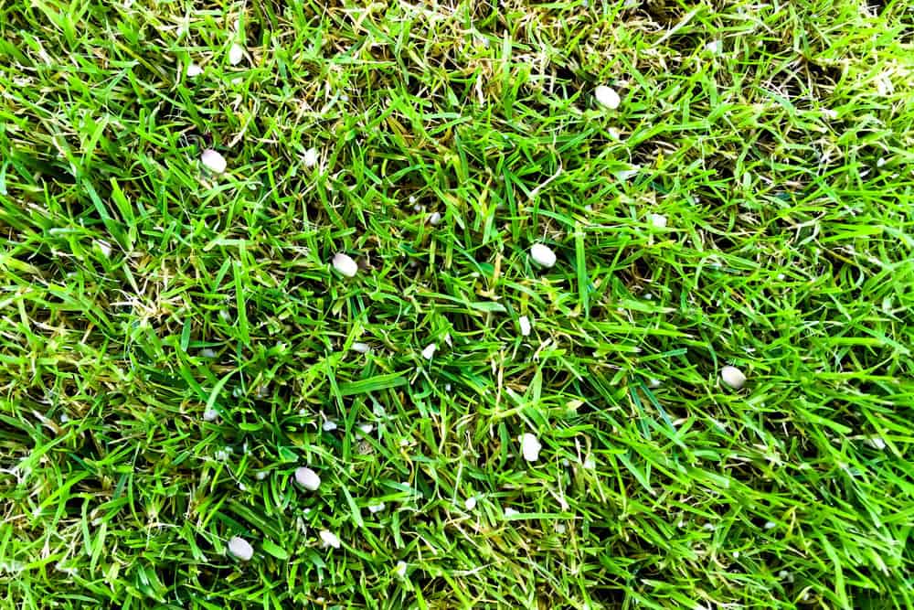 Lawn Lime: When, Why, and How to Add Lime to Your Grass
