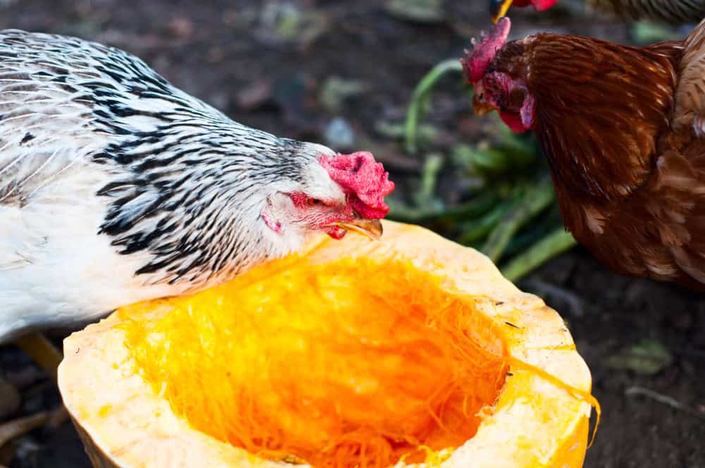 2 Easy and Affordable Homemade Chicken Feed Recipes