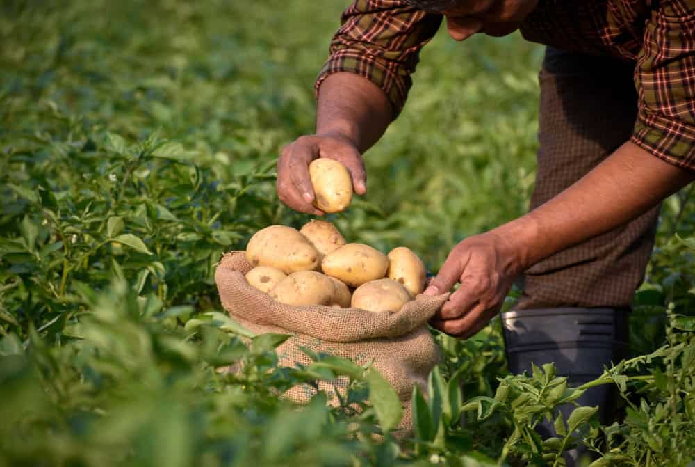 Potato Tuberworm: How to Identify and Deal With This Pest