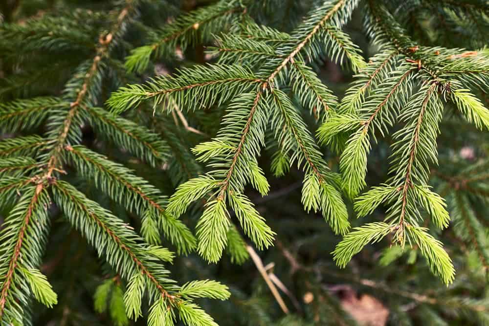 9 Delicious Ways to Eat Wildcrafted Fir or Spruce Tips