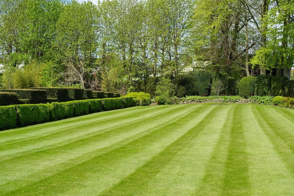 How to Replace Your Lawn to Benefit Local Wildlife Species
