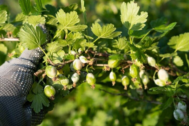 How to Deal With Currant Fruit Flies Infestation in Your Garden